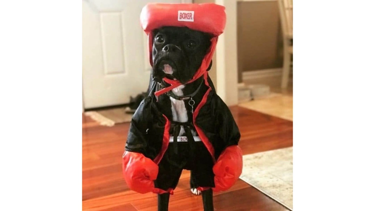 Best Halloween Costumes For Dogs - Pawrade.com