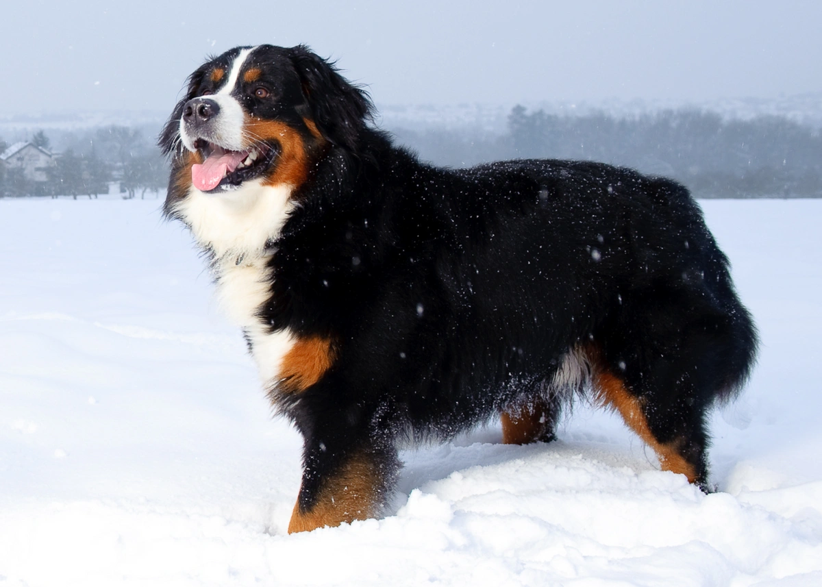 The Ultimate Mini Bernedoodle Puppy Ownership Guide - Pawrade.com