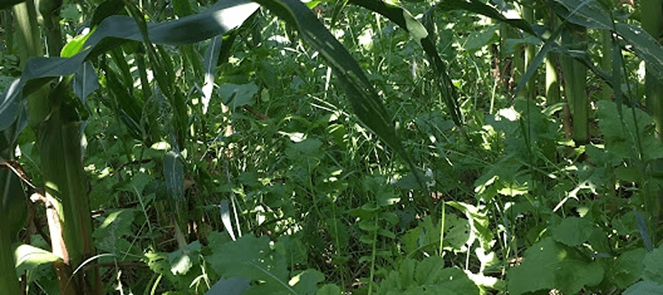 Cover cropping with specific cash crops: corn, soybeans, and wheat