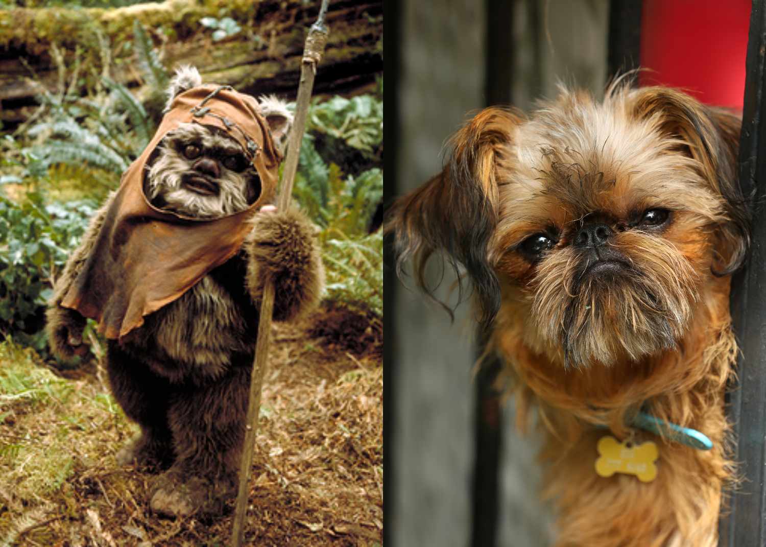 May the Fourth Be With You: Star Wars and Galactic Dog Breeds - Pawrade.com