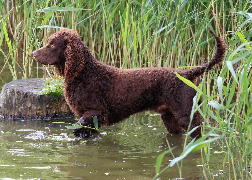 Meet 13 Official State Dogs of the USA - Pawrade.com