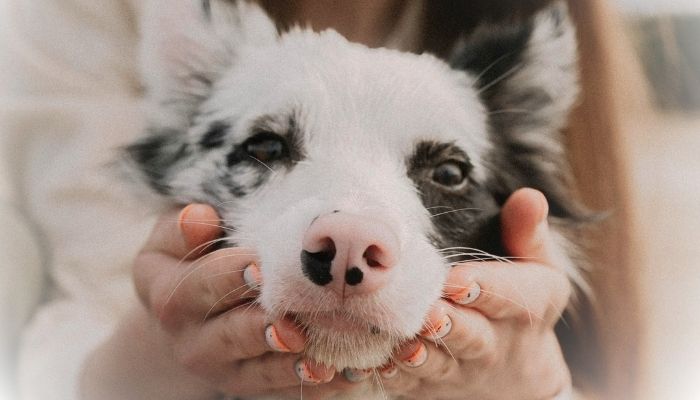 Pawrade Breeders: An Introduction to Our Network of Ethical Breeders ...