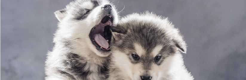 Your Puppy's Development: 5 Weeks | PuppySpot