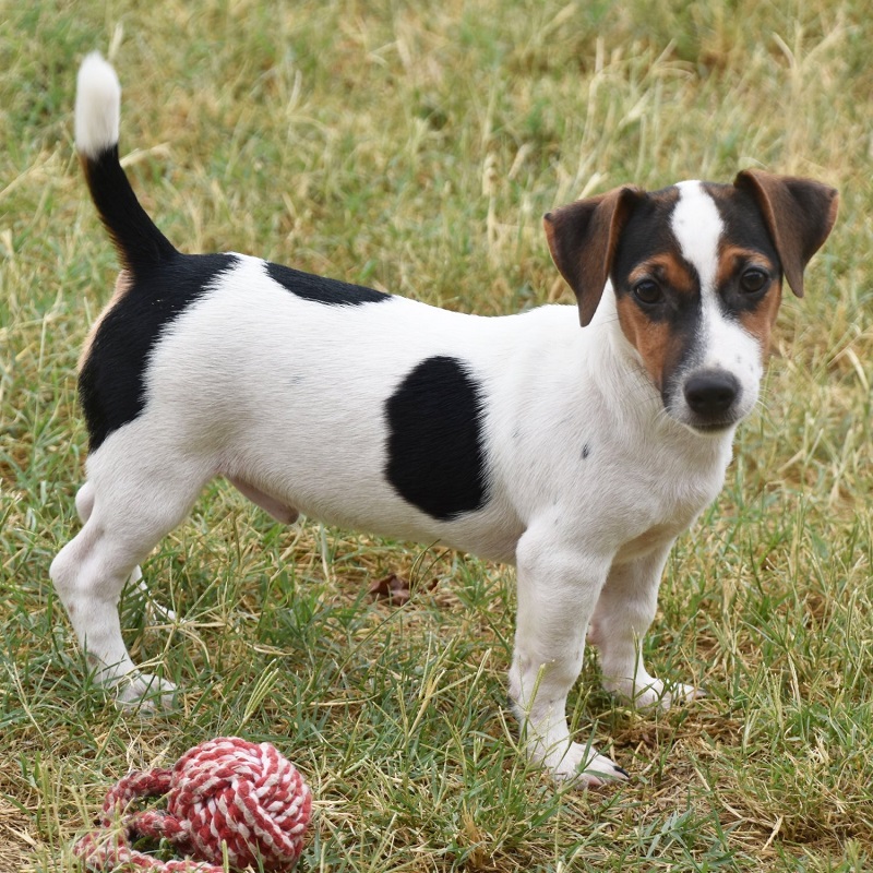 Dog Breeds Who Enjoy Life On A Farm | PuppySpot