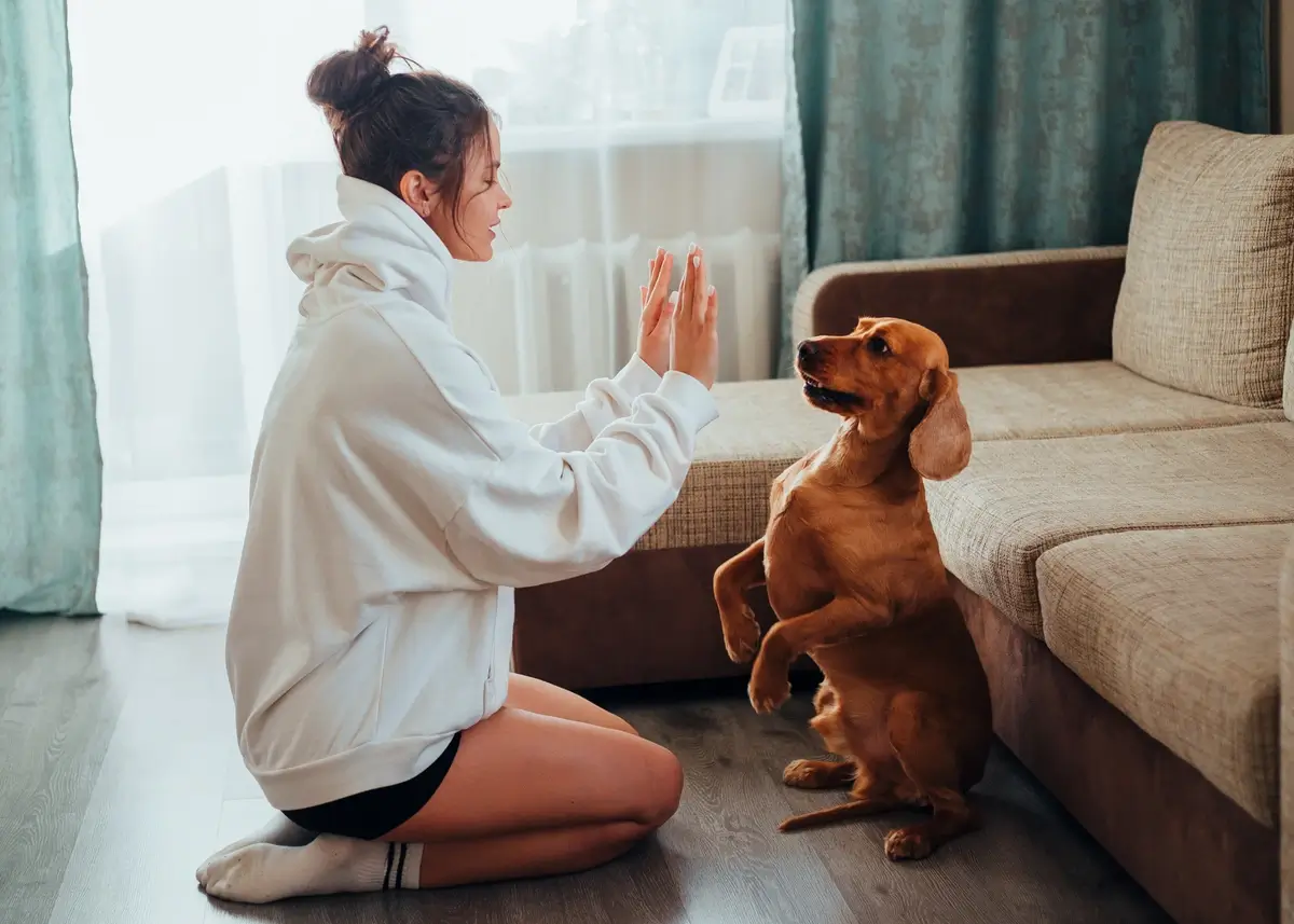 9 Fun Dog Tricks to Impress Your Guests - Pawrade.com