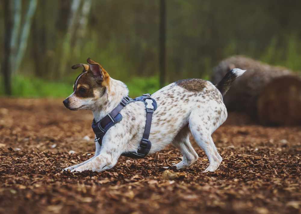 The Ultimate Rat Terrier Puppy Ownership Guide - Pawrade.com