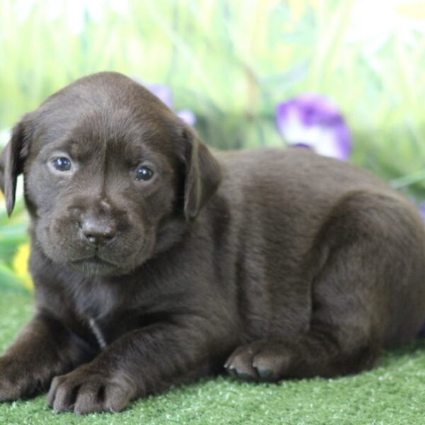 Celebrating one of our favorite breeds—Labrador Retrievers, and a ...