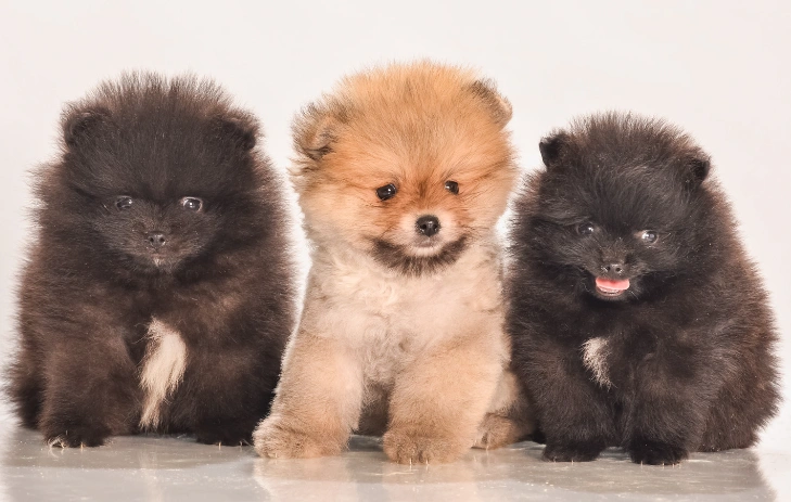 The Ultimate Pomeranian Puppy Ownership Guide - Pawrade.com