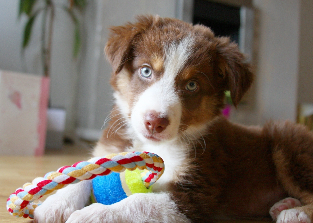 Is Playing Tug of War Good For My Puppy Pawrade