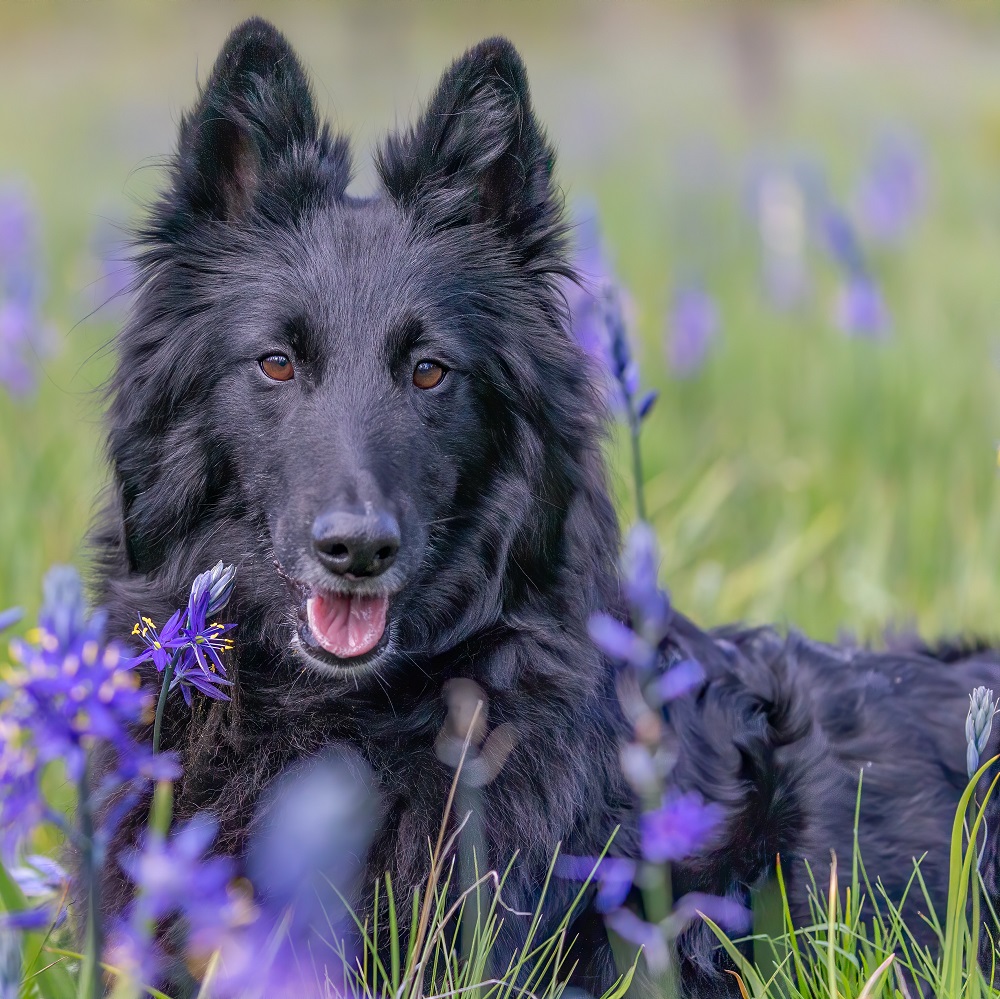 All About The Herding Group | PuppySpot