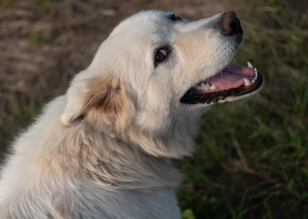 The Ultimate Great Pyrenees Puppy Ownership Guide - Pawrade.com