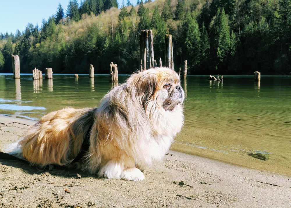 The Ultimate Pekingese Puppy Ownership Guide - Pawrade.com