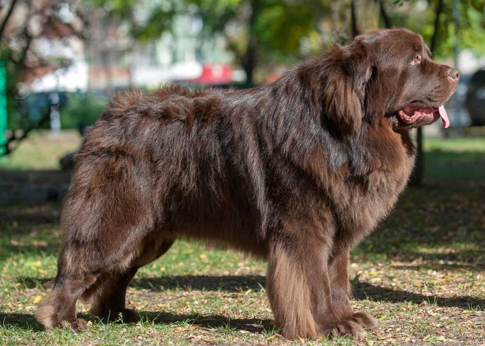 The Ultimate Newfoundland Puppy Ownership Guide - Pawrade.com