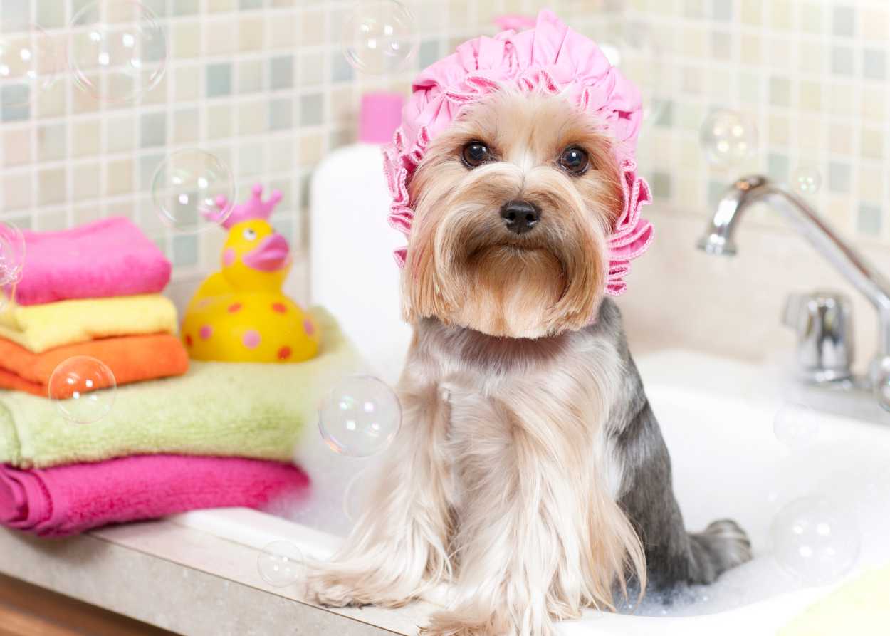 Rub-a-Dub-Dub: How to Bathe Your Puppy - Pawrade.com