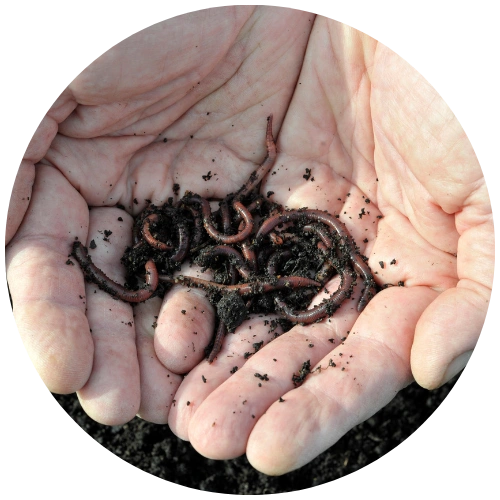 Celebrate March's Full Worm Moon!