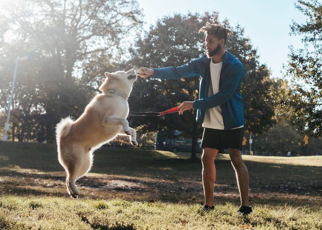 The Ultimate Akita Puppy Ownership Guide - Pawrade.com