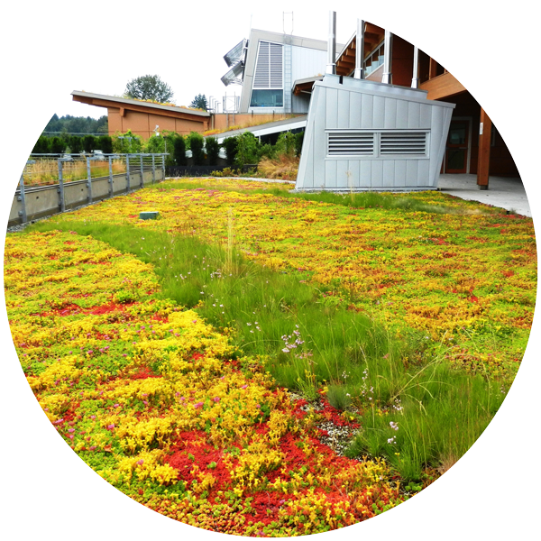 green roof with Sedums and stripe of taller perennials in middle for ...