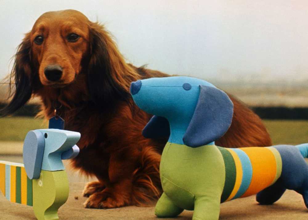 Host Your Own Dog Olympics For Puppies - Pawrade.com