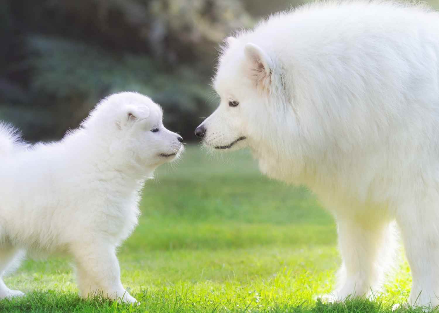 The Ultimate Samoyed Puppy Ownership Guide - Pawrade.com