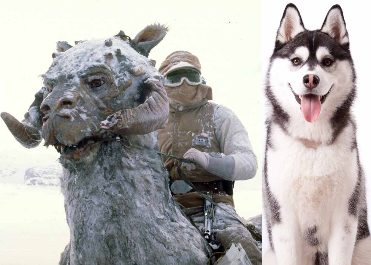 May the Fourth Be With You: Star Wars and Galactic Dog Breeds - Pawrade.com