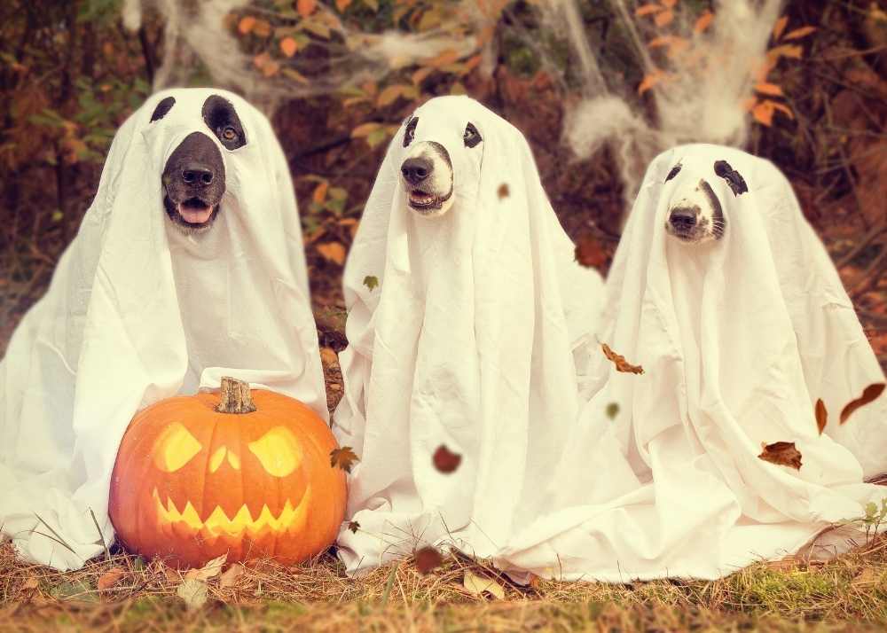 5 Scary Dog Ghost Stories to Tell in the Dark This Howl-O-Ween ...