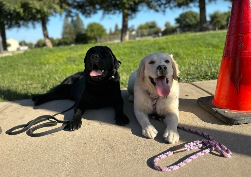 Rally Competitions For Dogs Provide Camaraderie and Bonding - Pawrade.com