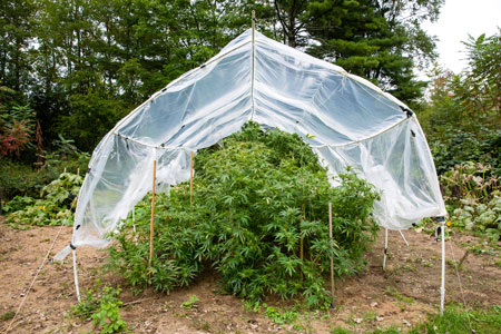 How to Grow Marijuana Outdoors Successfully | MAMA'S GANJA
