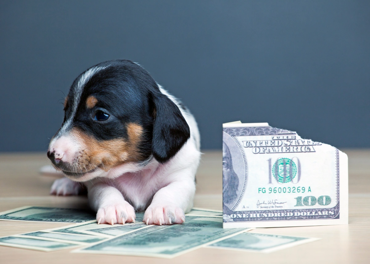 How to Financially Prepare For a Puppy - Pawrade.com