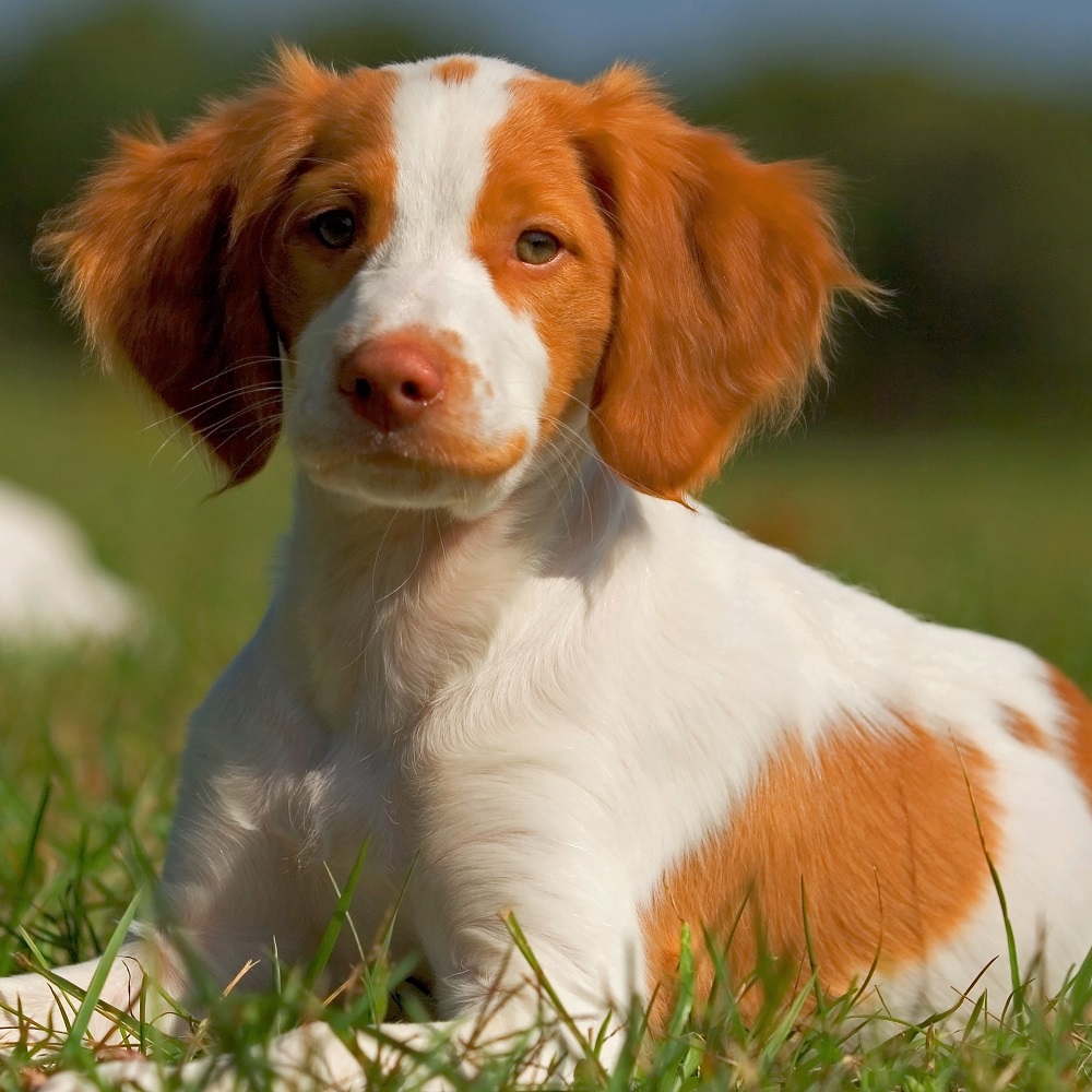 A Deep Dive Into Water Dogs | PuppySpot