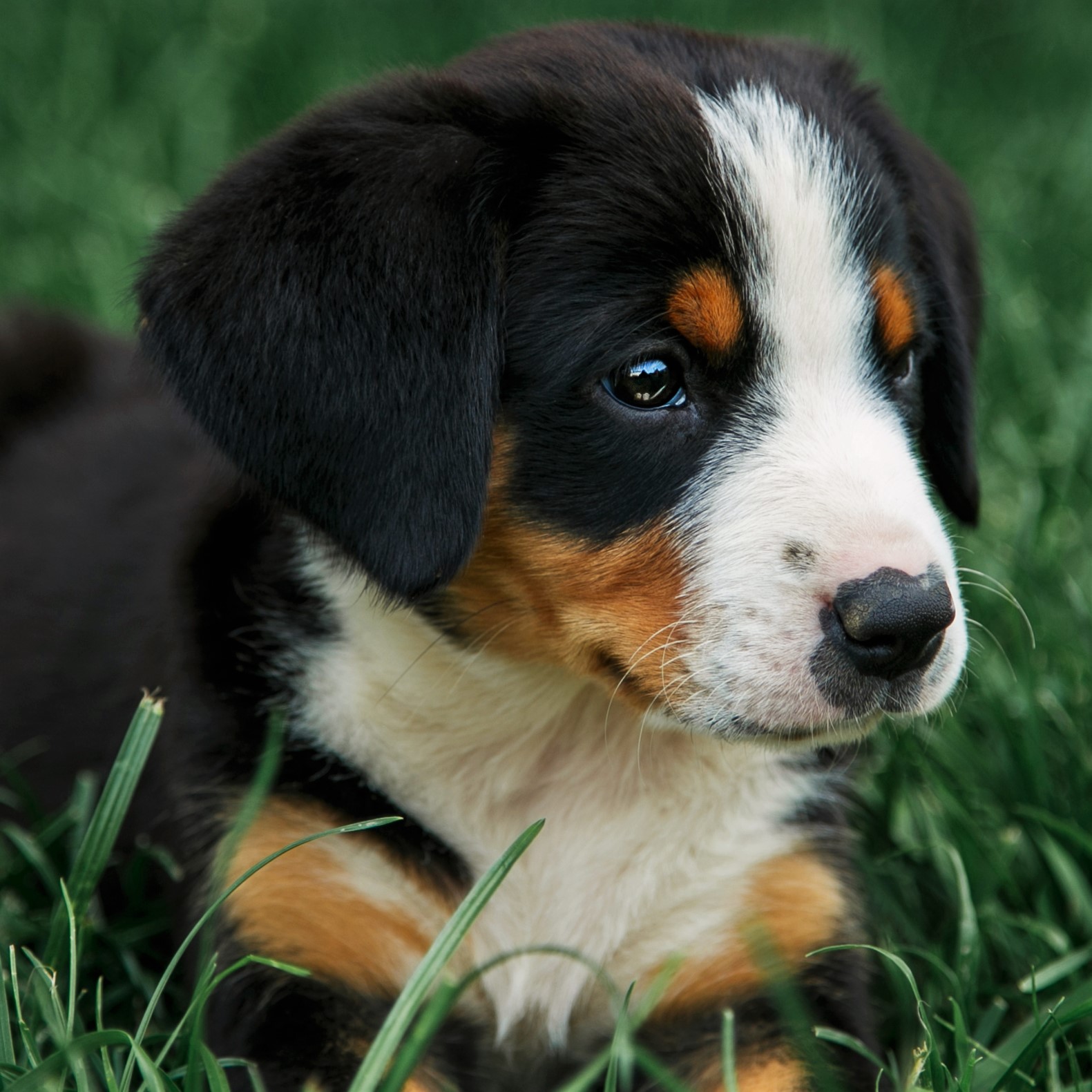 All About The Herding Group | PuppySpot