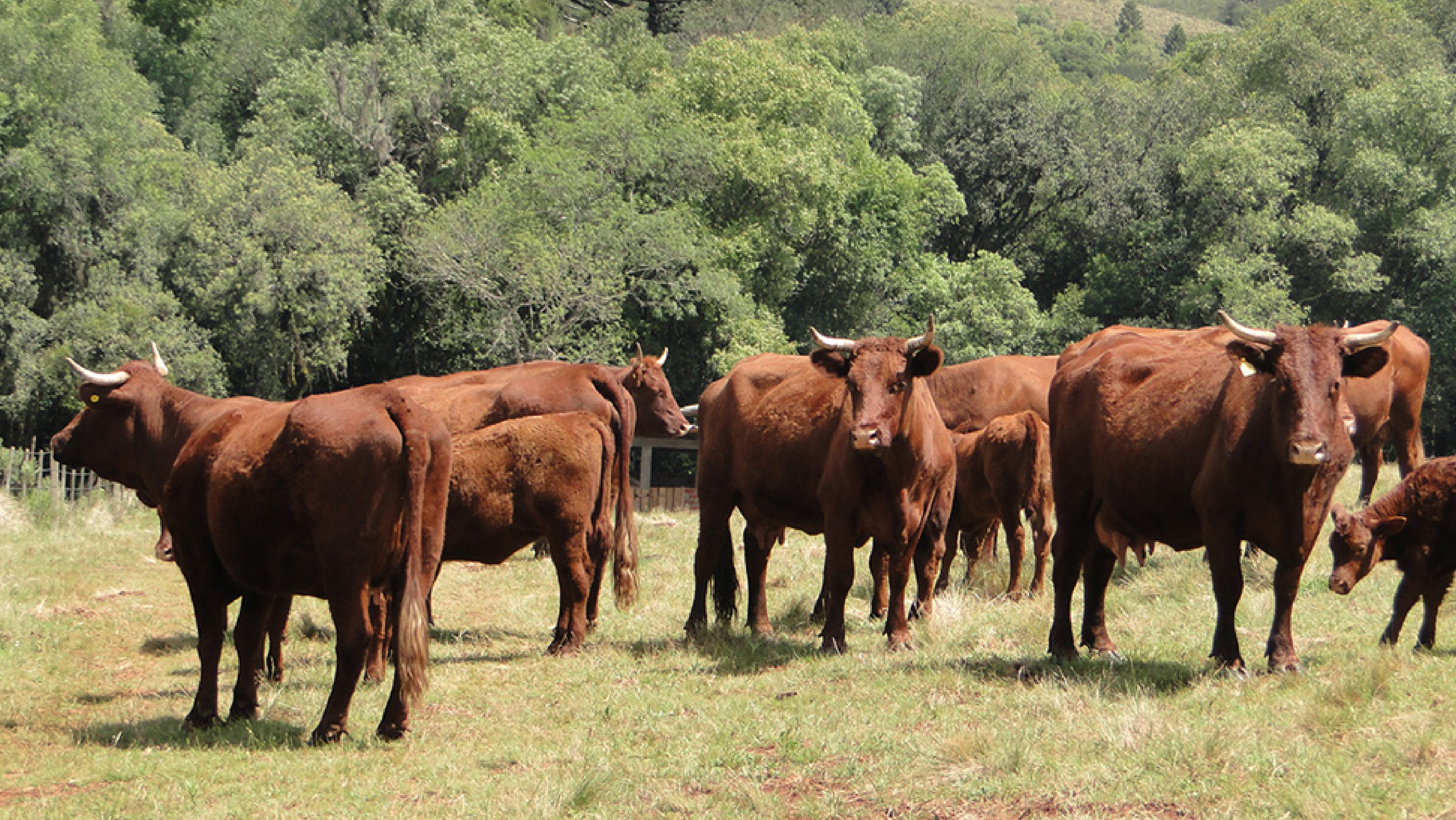PEDRAMOURA - História da raça Devon