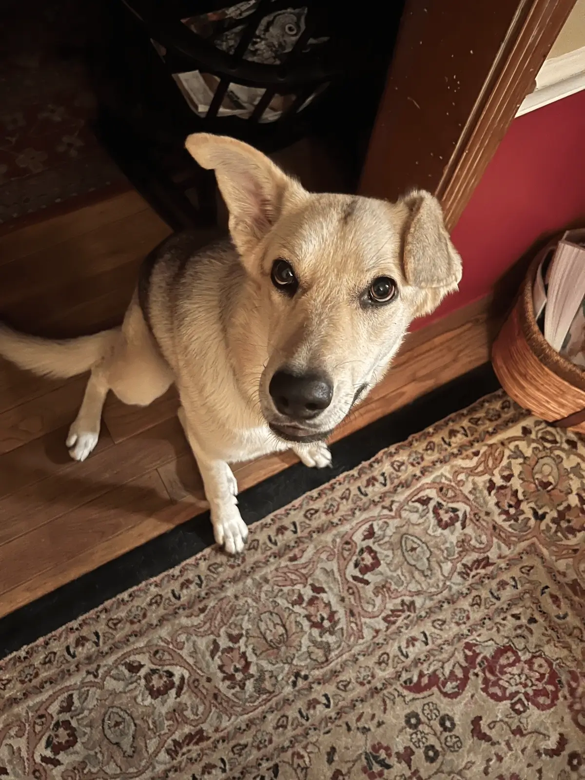 Our Pawrade Staff is Grateful For Our Furry Friends - Pawrade.com