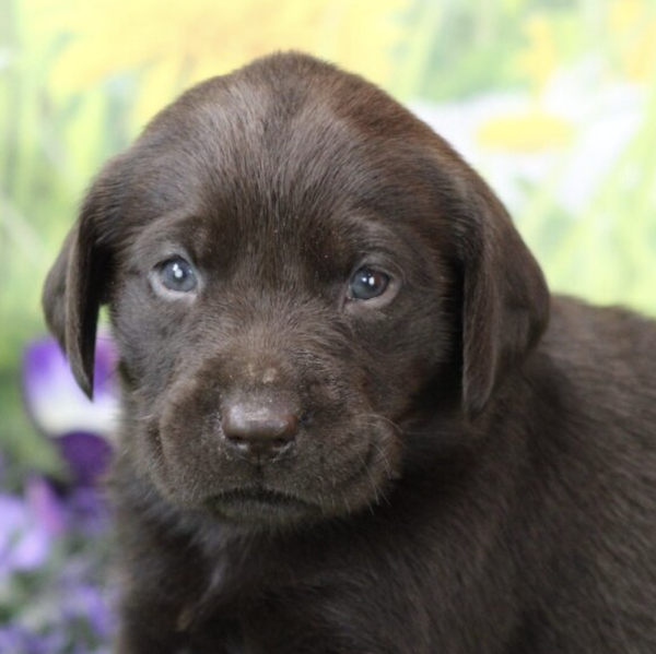 Celebrating one of our favorite breeds—Labrador Retrievers, and a ...