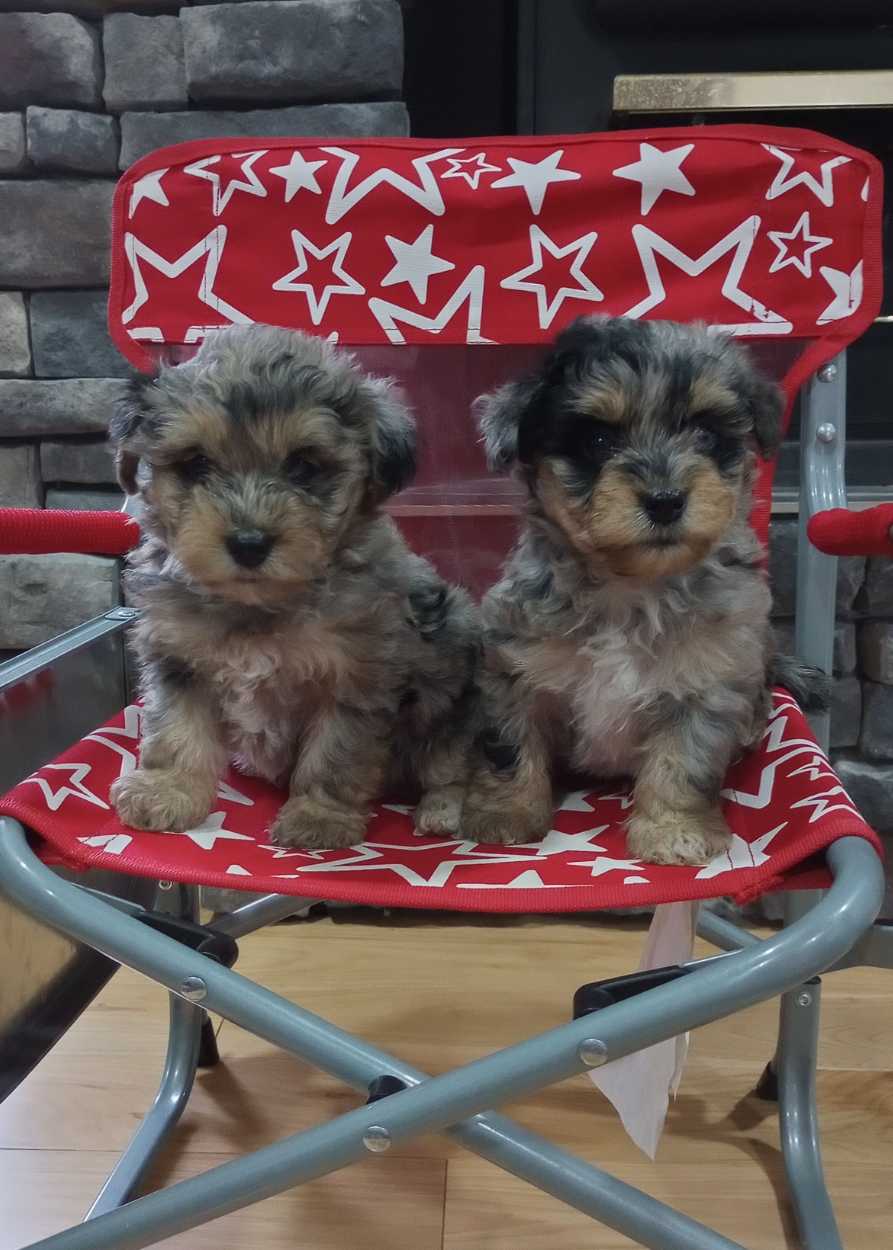 Spotlight on Pawrade Puppy Breeder Dave - Pawrade.com