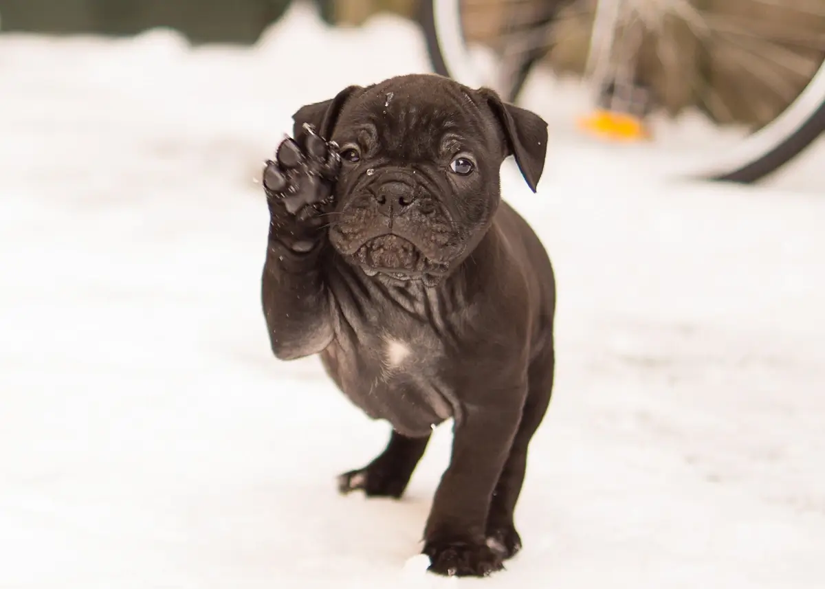 Start Off The New Year On The Right Paw With Your Puppy - Pawrade.com