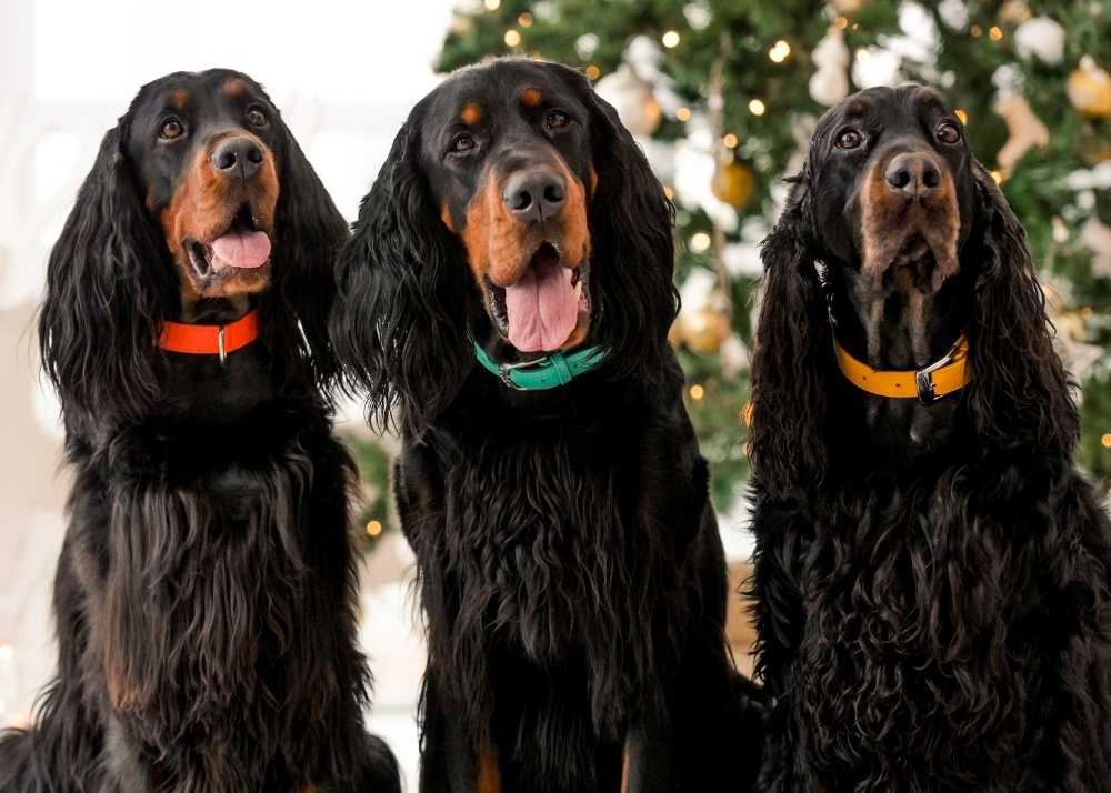 Get to Know These 4 Super Setter Dog Breeds - Pawrade.com