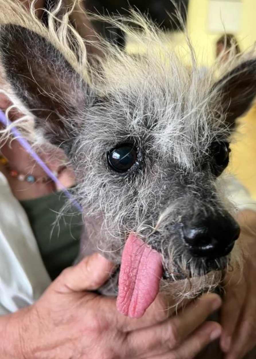 Discover These Unique Mexican Dog Breeds - Pawrade.com