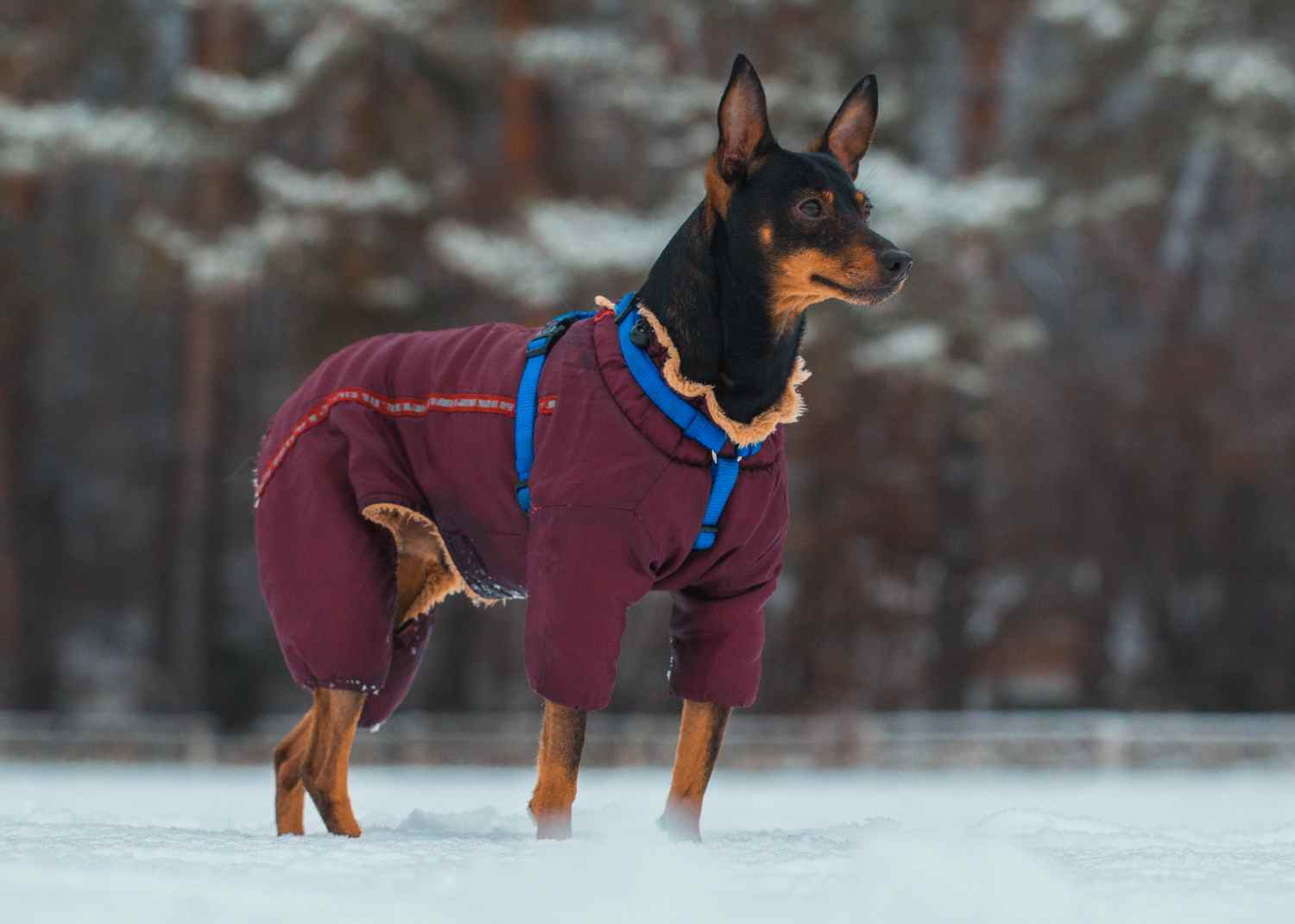 The Ultimate Miniature Pinscher Puppy Ownership Guide - Pawrade.com