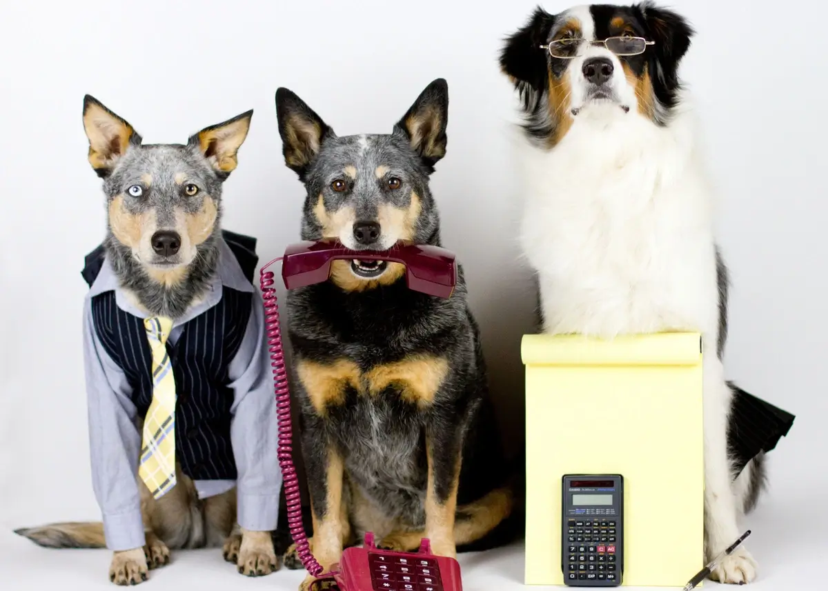 The Dos and Don'ts of Bringing Your Dog to Work - Pawrade.com