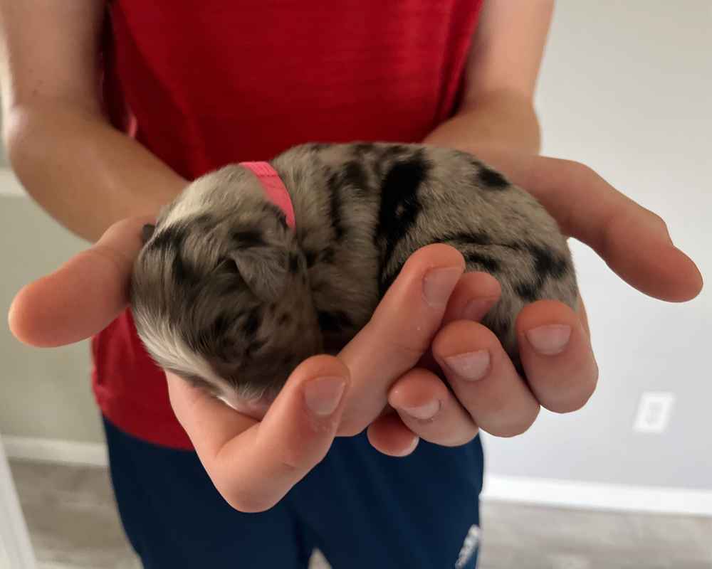 Puppy Stages and Timeline from Birth to 8 Weeks - Pawrade.com