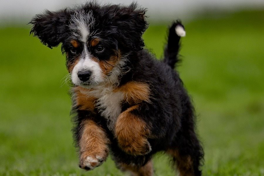 The Ultimate Mini Bernedoodle Puppy Ownership Guide - Pawrade.com