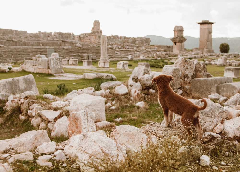 Dog Myths, Legends, and Superstitions in Cultural Folklore - Pawrade.com