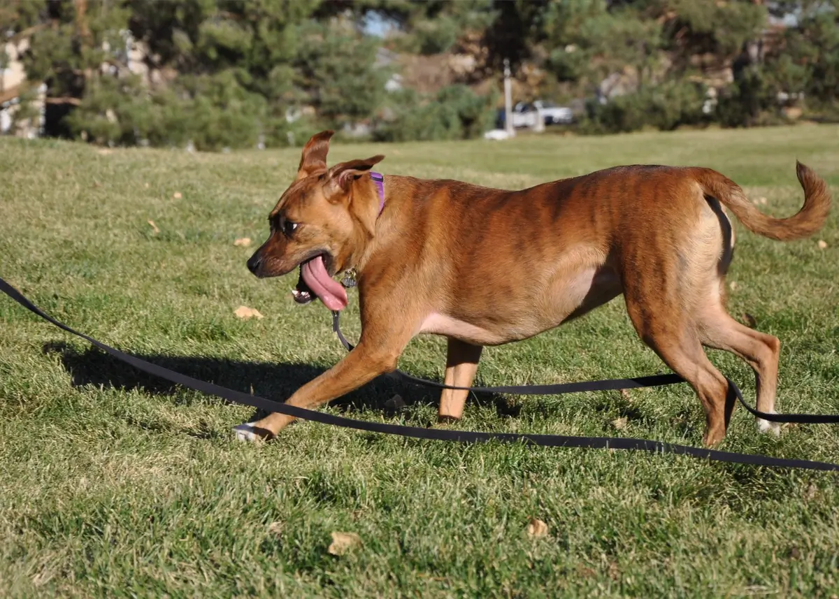 Why You Should Take Your Puppy on a Scent Walk - Pawrade.com