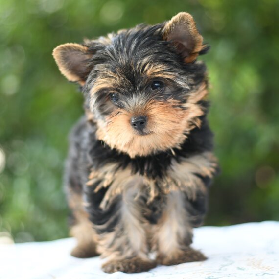 Super Cute Dog Breeds: Whether You're Looking for a Small, Medium, or ...