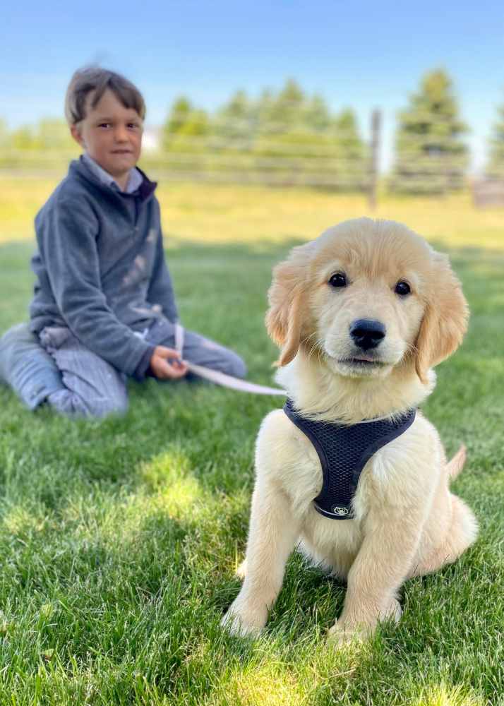 Spotlight on Pawrade Puppy Breeder Leona - Pawrade.com