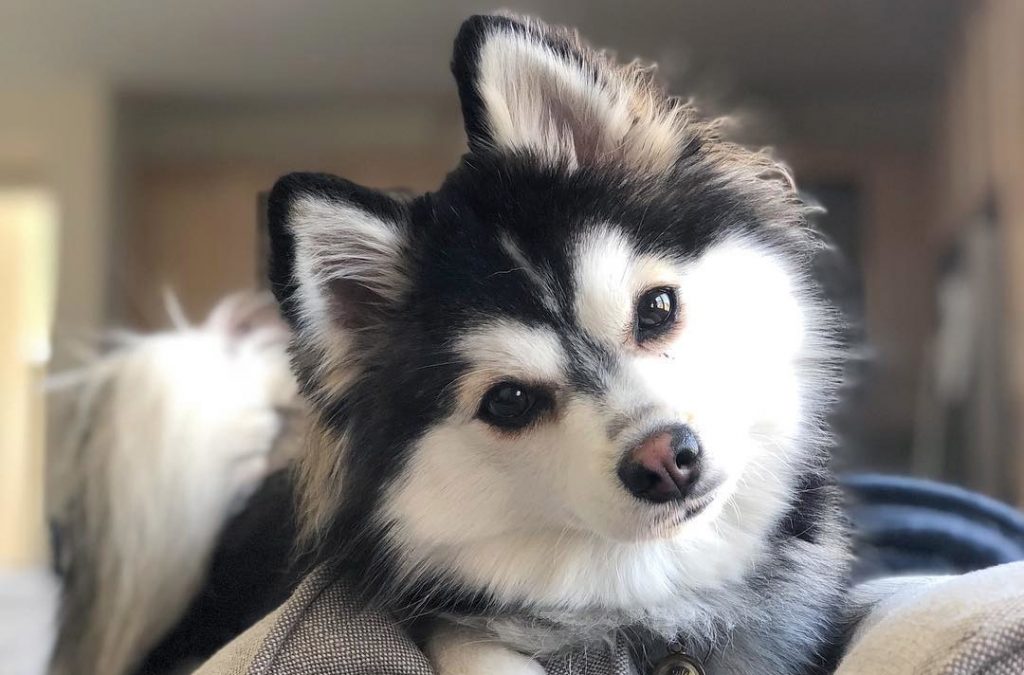 The Ultimate Pomsky Puppy Ownership Guide - Pawrade.com