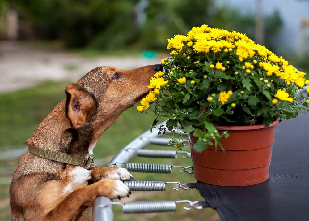 Super Sniffers: The Science Behind Puppies' Scent Abilities - Pawrade.com