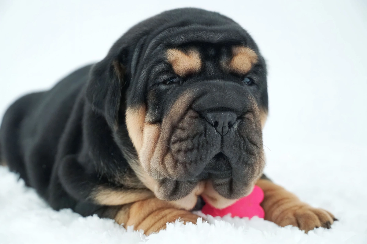 18 Hybrid Designer Dog Breeds You Don't Want to Miss - Pawrade.com