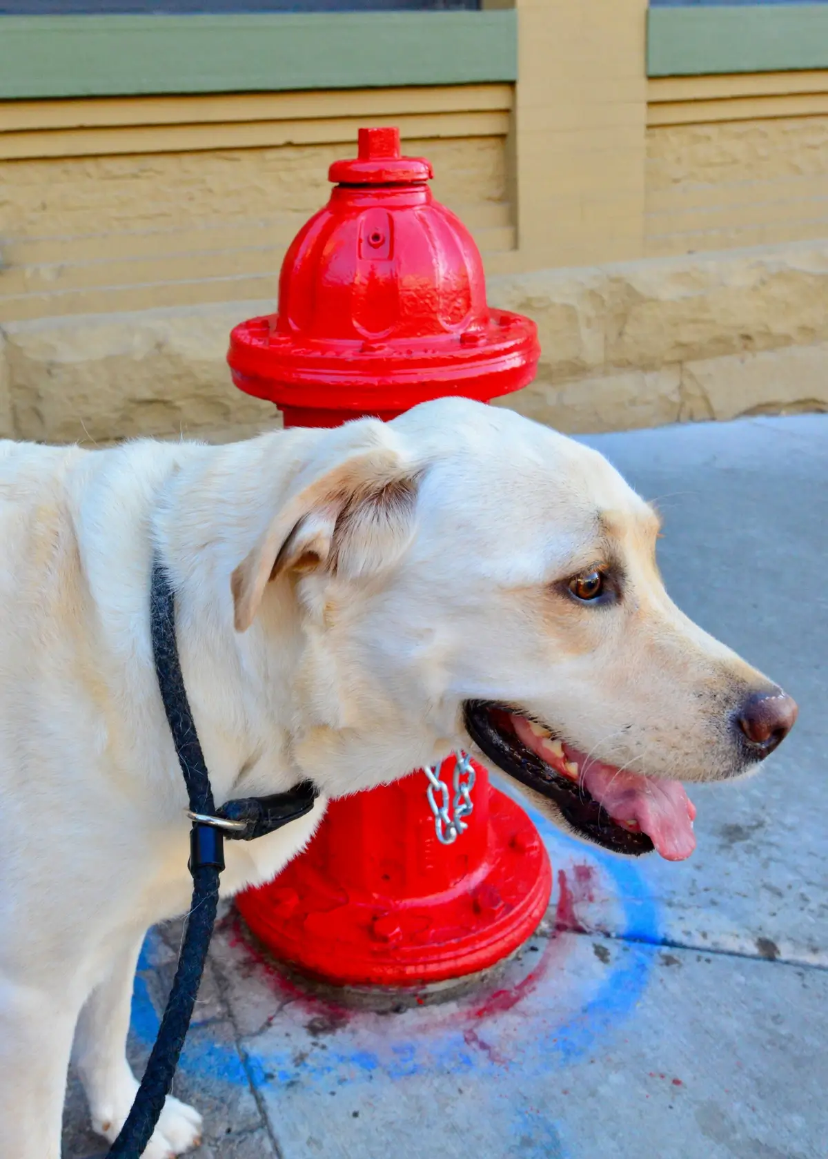 Why You Should Take Your Puppy on a Scent Walk - Pawrade.com