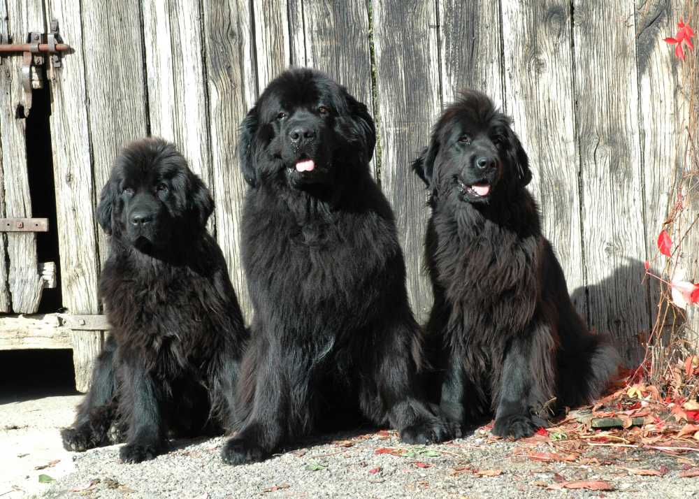 The Ultimate Newfoundland Puppy Ownership Guide - Pawrade.com